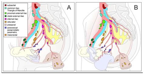 Schematic Diagram Of Pelvic Lymph Node Compartments Mediolateral View Download Scientific