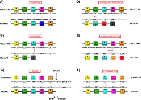 different consequences of genetic sequence variation displayed in each