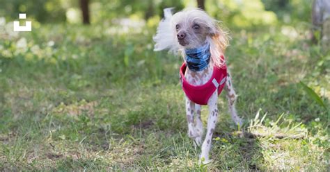 빨간색과 흰색 셔츠를 입은 흰색 짧은 코팅 작은 개 동안 푸른 잔디밭에서 실행 사진 Unsplash의 무료 개 이미지