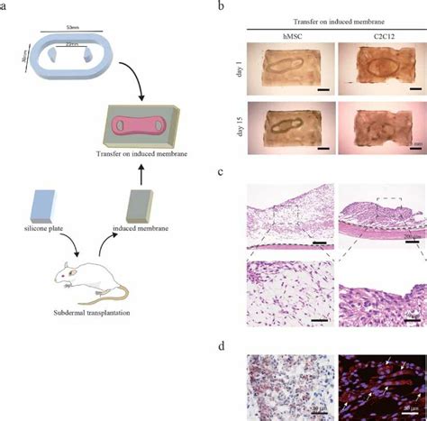 Evaluation Of Ex Vivo Maturation Of Band Shaped Cell Aggregates By Download Scientific Diagram