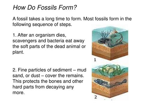 Ppt Fossils Clues To Earths Past Powerpoint Presentation Id2434423