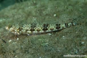 Synodus Variegatus Variegated Lizardfish