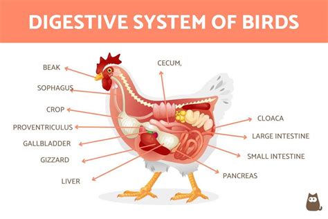 Bird Digestive System