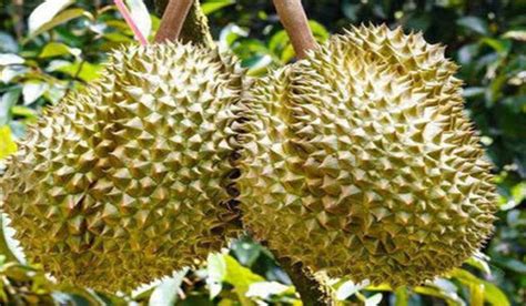 Durian Fruit Plant Description Mr Farmer