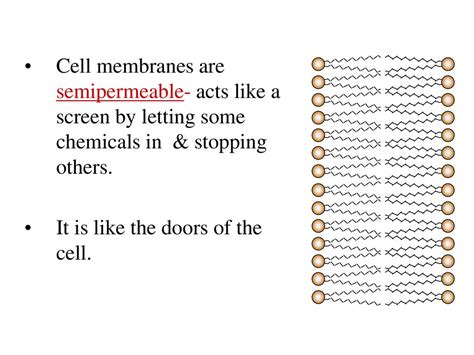 Cell Membranes Cell And Organelle Membranes Are Made Of Two Layers