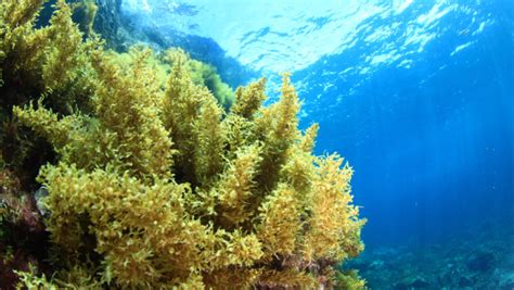 How To Control Hair Algae In Your Aquarium Tips And Solutions