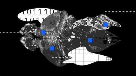 Modeling Brain Activity Fluent In Science