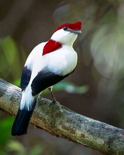 Dapg2dpx Nigel Fleming