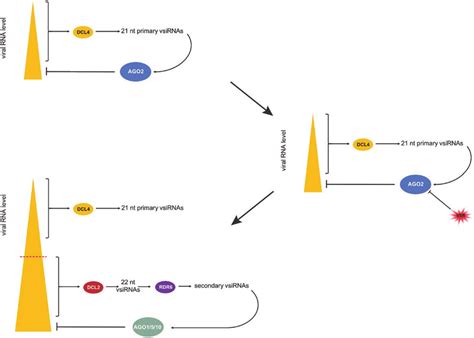 Model Of The Sequential Hierarchical Contribution Of Ago Proteins To Download Scientific