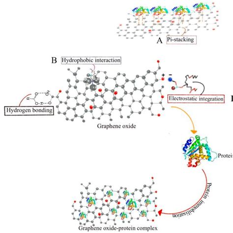 Illustrating Different Non Covalent Bonds In Protein Binding A Download Scientific Diagram