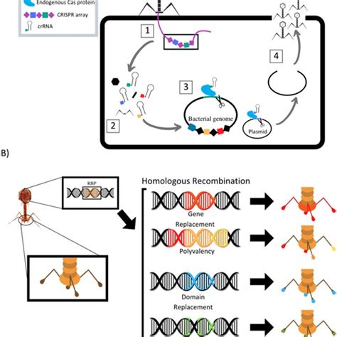 A Schematic Of Homologous Recombination Of Phage Receptor Binding Download Scientific Diagram
