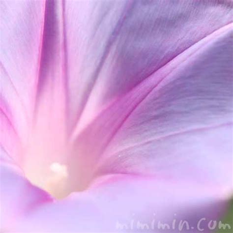 朝顔琉球朝顔オーシャンブルーの花の写真花言葉 みみみんブログ
