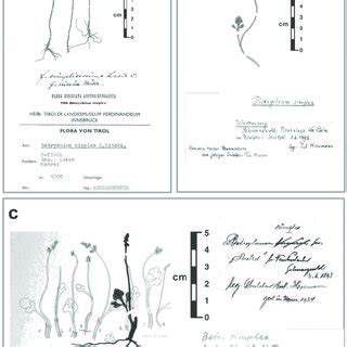 Level Of Fertility In Botrychium Simplex A Linear Correlation Between Download Scientific