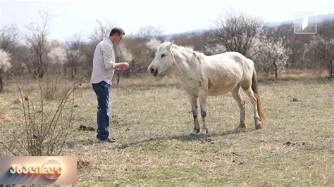 საგაზაფხულო სამზადისი ფერმაში Youtube