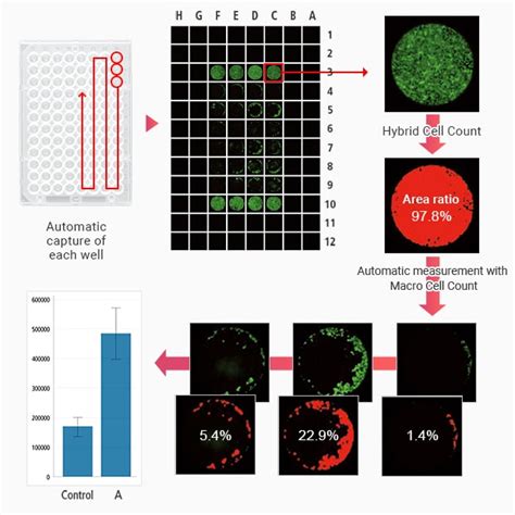Cell Migration Assay Keyence America