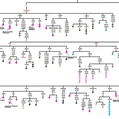 Maximum Parsimony Phylogenetic Trees Of Complete Mtdna Sequences Download Scientific Diagram