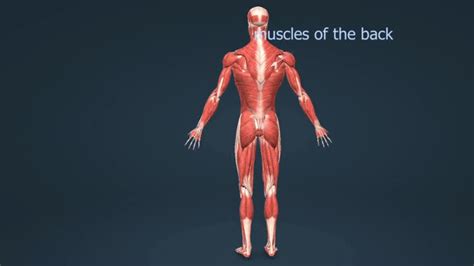 80 Hamstring Anatomy Stock Videos And Royalty Free Footage Istock