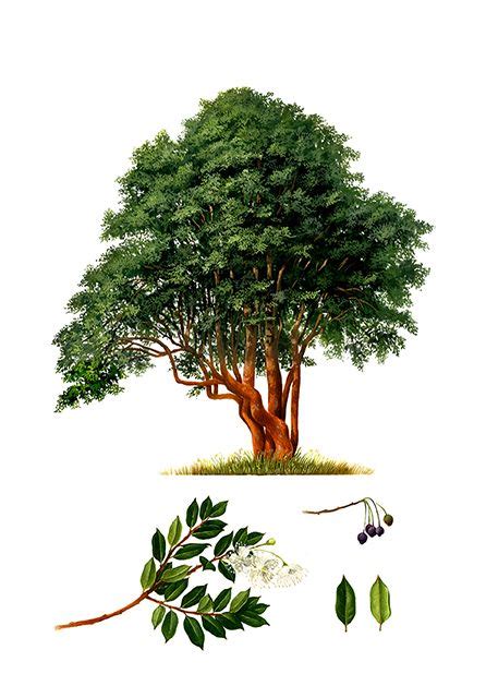 Dibujo Arrayan Arboles Con Acuarela Ilustración Planta Arboles Nativos