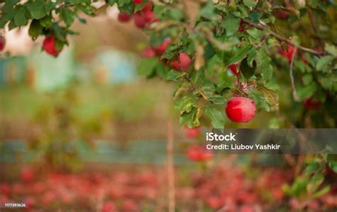 바구니에 빨간 사과의 가을 작물 정원에서 나무 아래 흐린 배경에 정오 햇빛의 끝에 0명에 대한 스톡 사진 및 기타 이미지 0명 가득 찬 가을 Istock