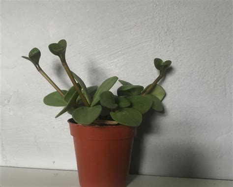 What Temperature Should My Trailing Jade Be Kept At