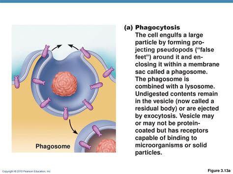 Cells The Living Units Part A Ppt Download