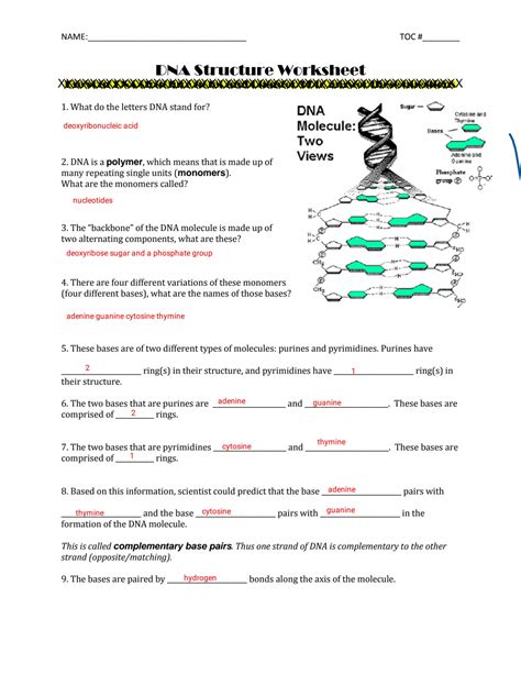 Dna Structure Worksheet High Babe Printable PDF Template