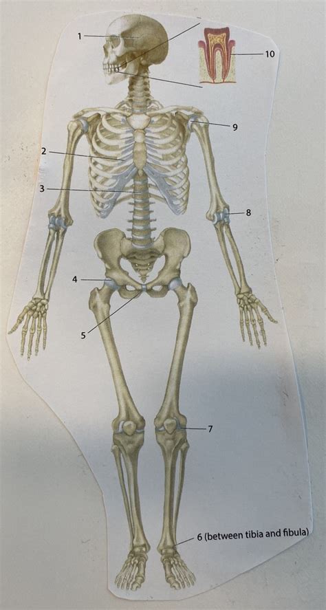 Functional Classification Of Joints Diagram Diagram Quizlet