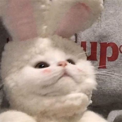 ෆ˙ᵕ˙ෆs Post Lemon8