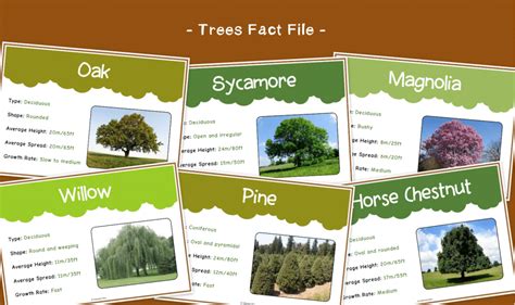 Types Of Trees Fact File Cards Ks1 Ks2 Plants Primary Science
