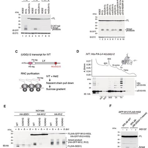 Consecutive Tryptophan Codons Inhibit Cat Tailing By Cga Codon Cluster