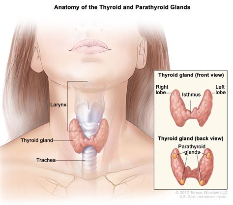 Parathyroid Cancer Treatment Nci