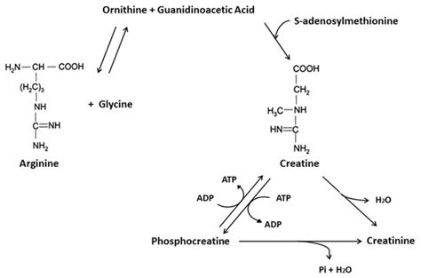 Phosphocreatine Pathway