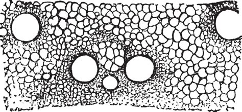 Cell Divisionvintage Engraving Art Prokaryote Process Vector Art Prokaryote Process Png And