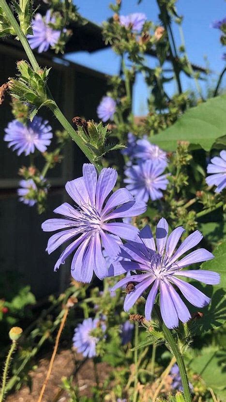 Chicory Cichorium Intybus Seeds Starfish Honey