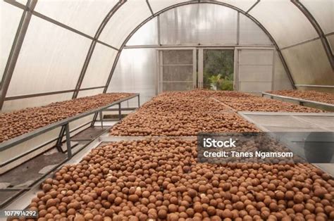 마 카 다 미아 너트 쉘 온실에서 건조입니다 유기 농장입니다 섬의 수 안 사이이 태국 광각 선택적 초점 부드러운 햇빛입니다 농업