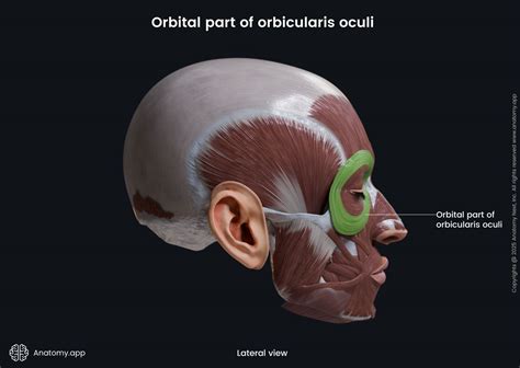 Orbital Part Of Orbicularis Oculi Anatomy App