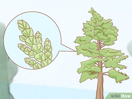 4 Ways To Identify Cedar Trees WikiHow