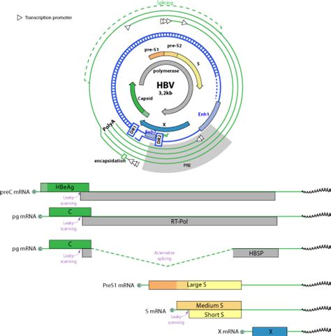 Hepatitis B Virus Genome