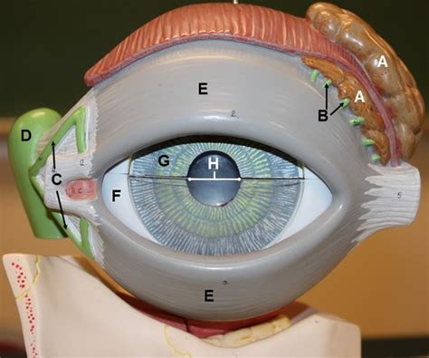 Llg 1 Eye Gross Anatomy And Histology Flashcards Quizlet