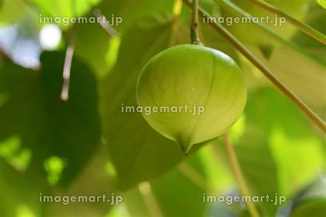 シナアブラギリの実の写真素材 193243380 イメージマート