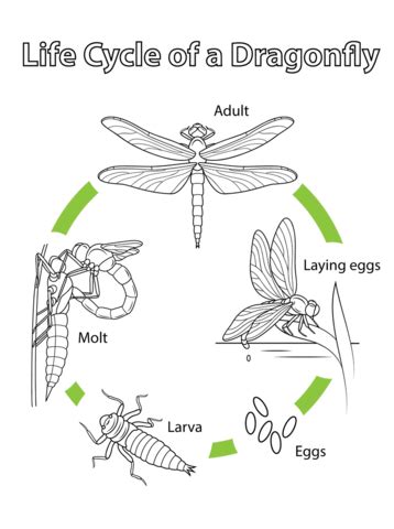Dragonfly Life Cycle Worksheet