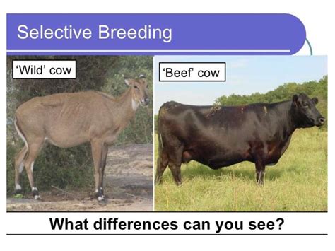 Non Examples Of Artificial Selection At Howard Nereida Blog
