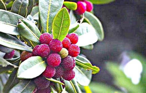 उत्तराखंड का स्वादिष्ट फल काफल Uttarakhand Ka Tasty Fal Kafal Jay