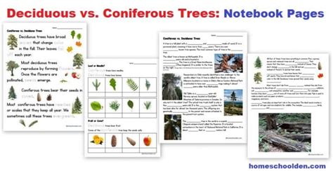 Deciduous Vs Coniferous Trees Packet Homeschool Den