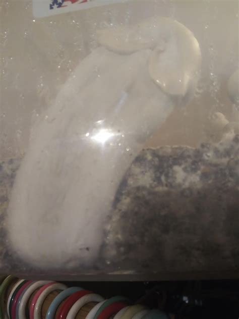 Actives Unsolicited Dick Pic 👻 Rmushroomgrowers