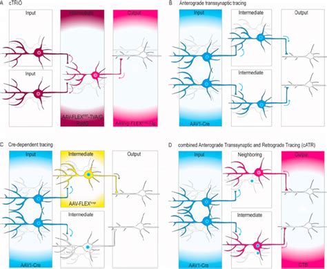 Schematic Representations Of Concepts Of Currently Available Disynaptic