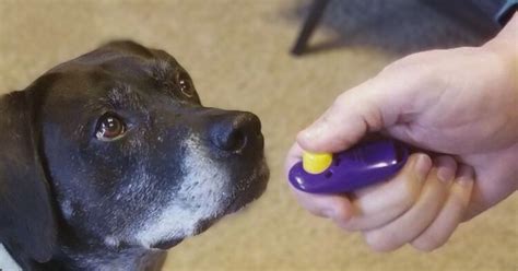 Why Is Clicker Training Effective Karen Pryor Clicker Training