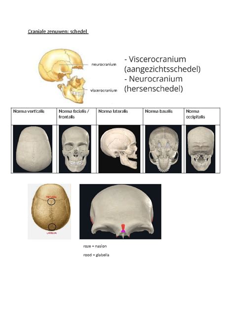 Craniale Zenuwen Schedel Craniale Zenuwen Schedel Norma Verticalis