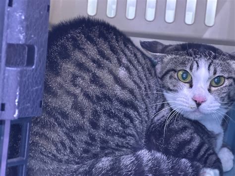 코리안숏헤어 기적이 말티폼키우는방법 보더콜리키우는방법 프렌치불독키우는방법 빠삐용키우는방법 파피용키우는방법 사모예드키우는방법 스피츠키우는방법 시바견키우는방법 시베리안허스키