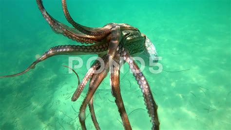 Octopus Swimming In The Water